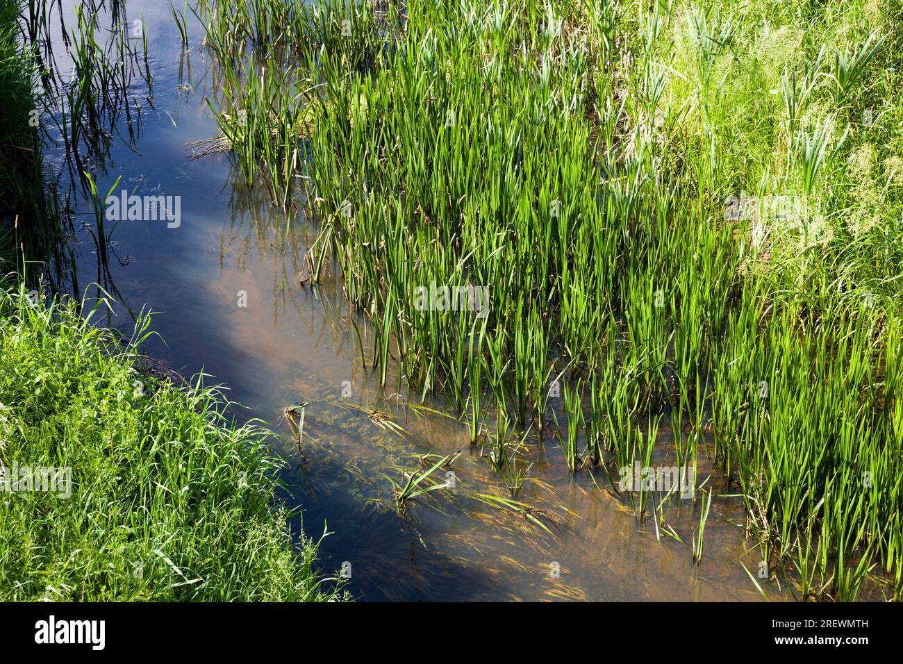 dirty water in a lake or river in the summer or spring season, wildlife ...