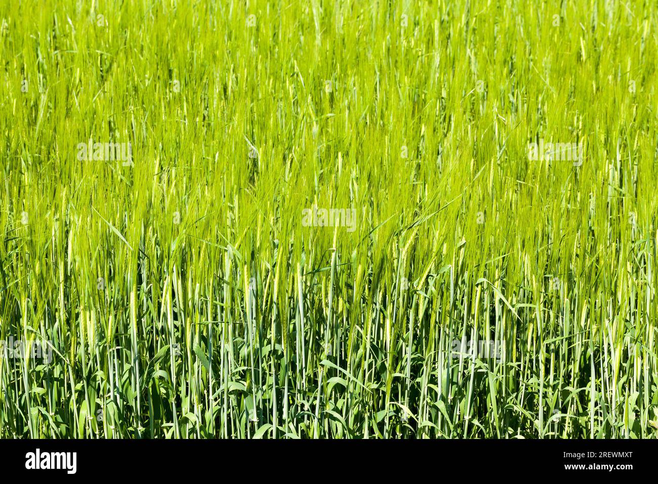 agricultural field where green barley grows, agriculture for obtaining ...