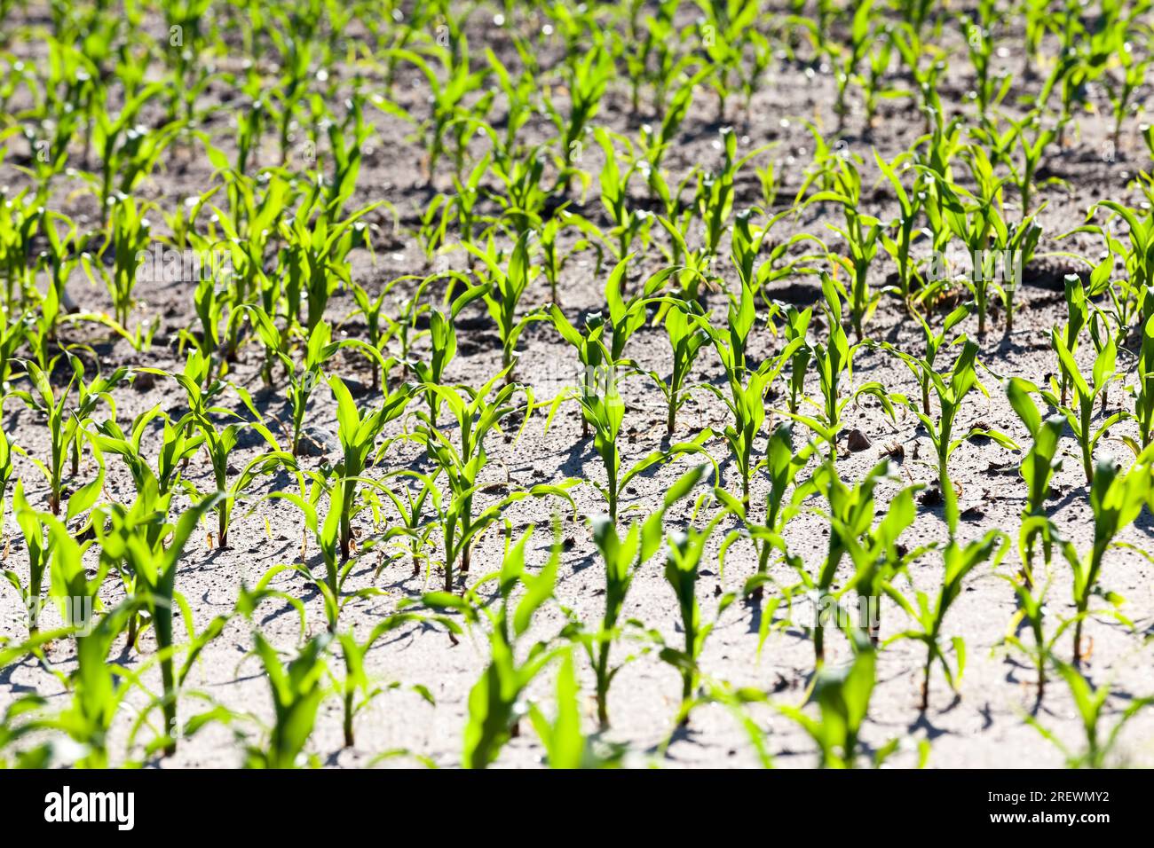 sunlit agricultural field with green sweet corn, on maize corn natural ...