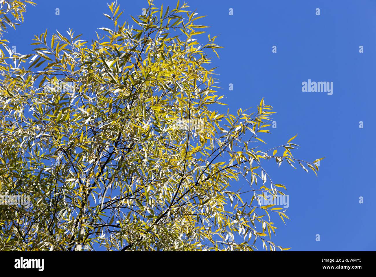colorful deciduous trees in the forest autumn, tree foliage changes ...