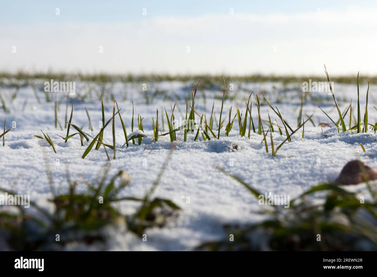 grass and snow in winter, snow that fell during a snowfall and dry ...