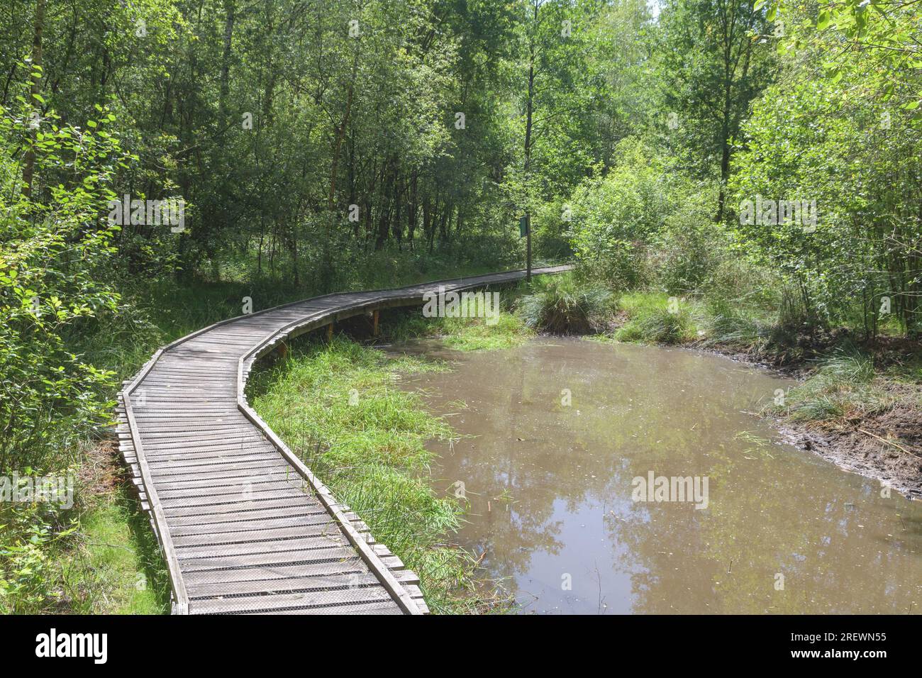 rustic wooden boardwalk over forest pond between trees perspective ...