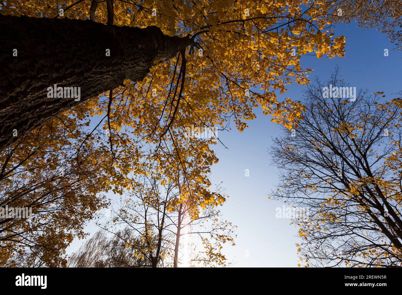 Foliage changes color hi-res stock photography and images - Alamy