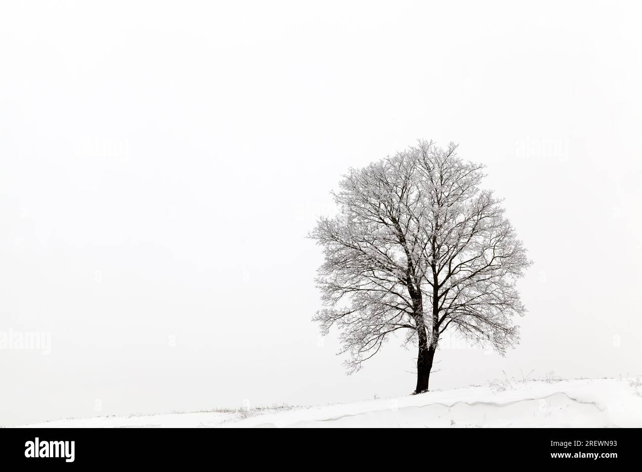 deciduous tree without leaves in winter, cold frosty weather, beautiful ...