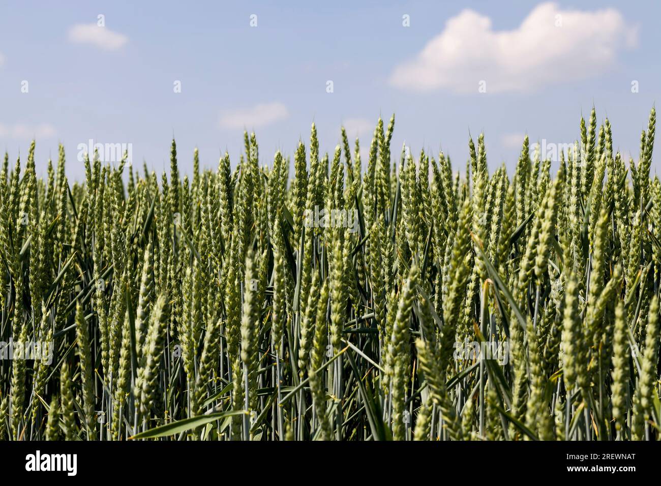 agricultural field where green rye grows, agriculture for obtaining ...