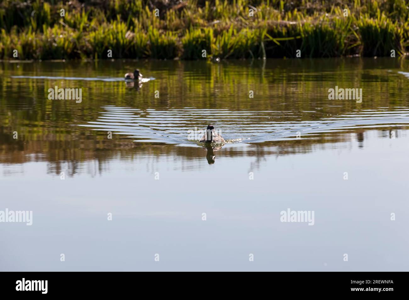 wild ducks during recreation and hunting, wild waterfowl on the ...