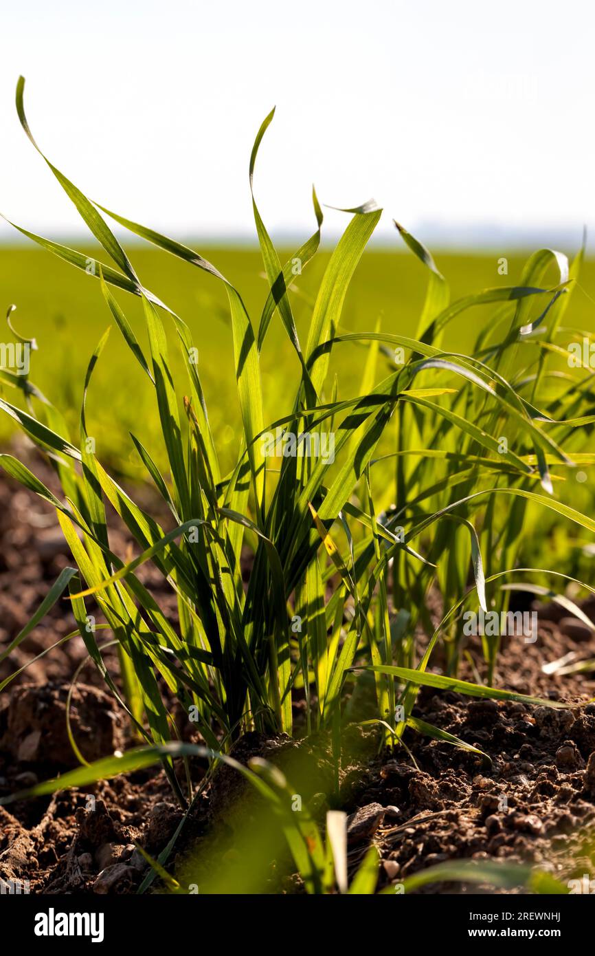 Wheat ripping hi-res stock photography and images - Alamy