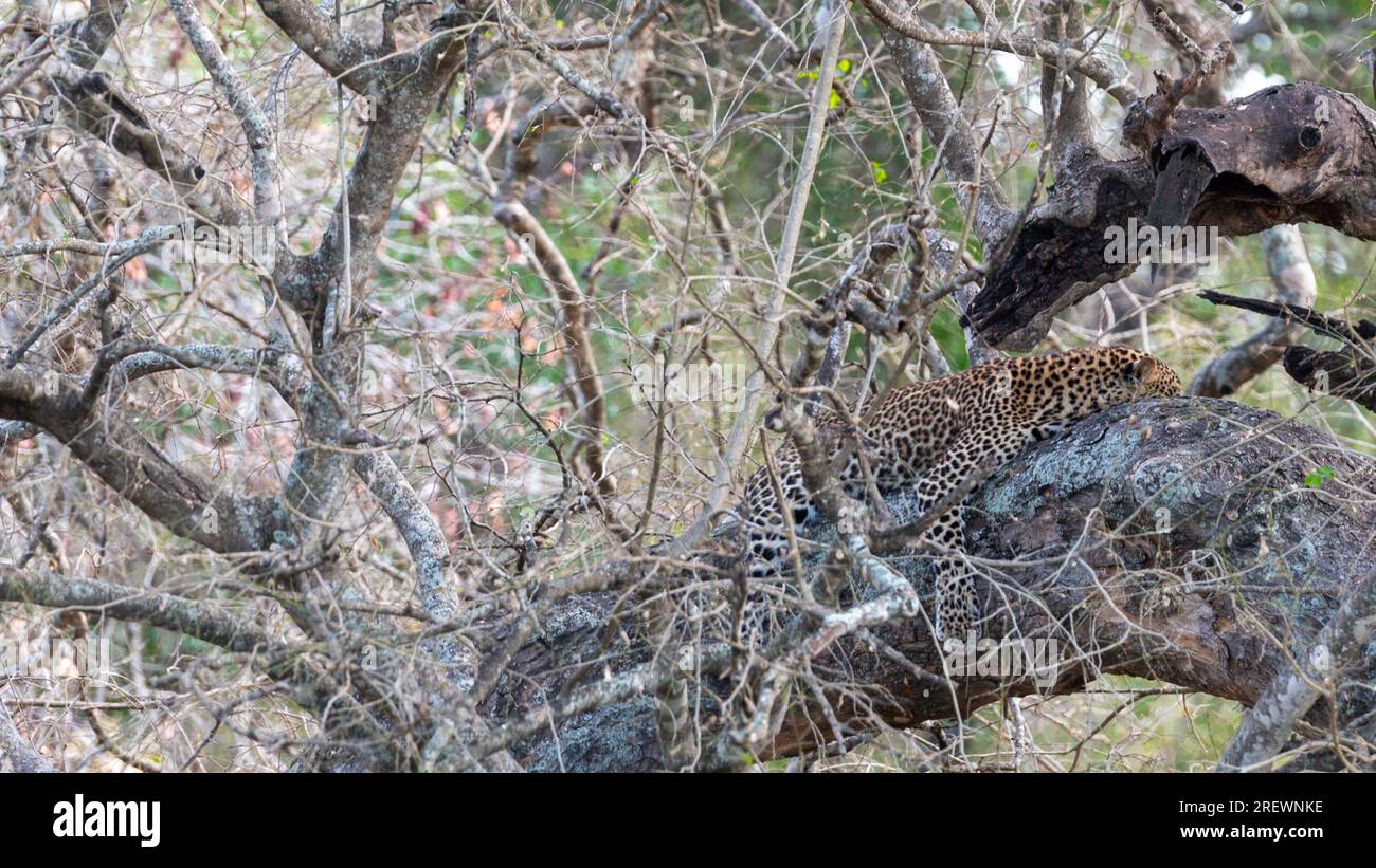 Leopard sleeping in tree branch hi-res stock photography and images - Alamy