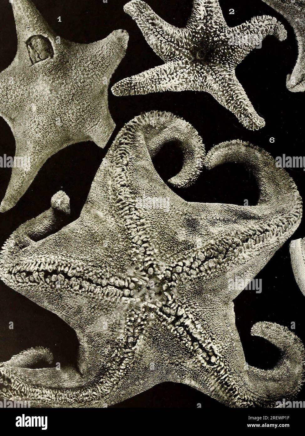 "Echinodermes (astéries, ophiures et échinides)" (1912 Stock Photo - Alamy
