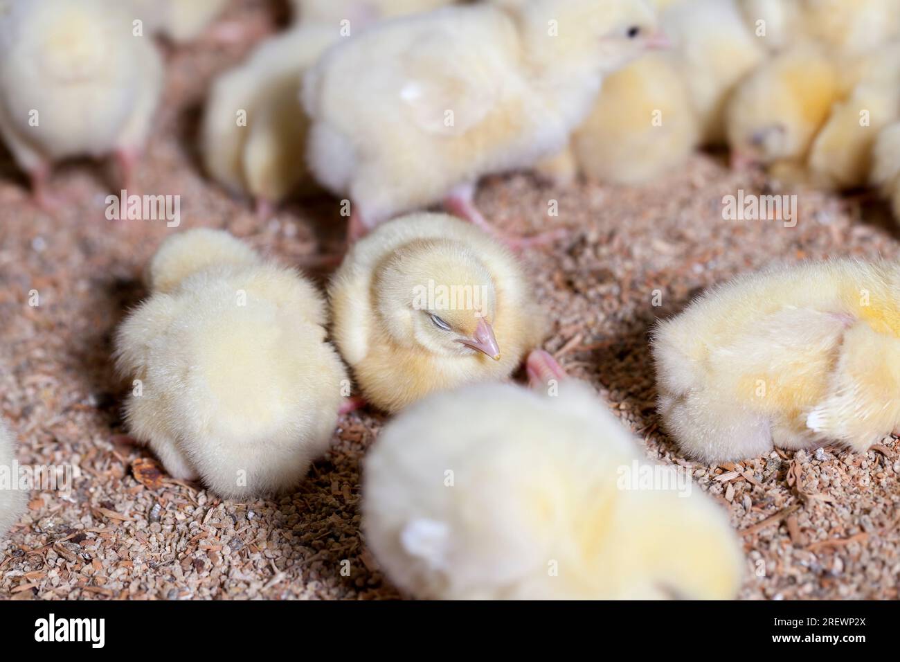 genetically enhanced white chicken chicks at a poultry farm where ...