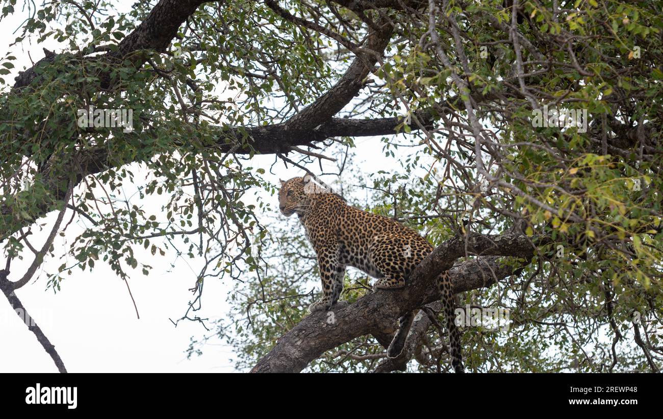 Leopard in grass india hi-res stock photography and images - Alamy