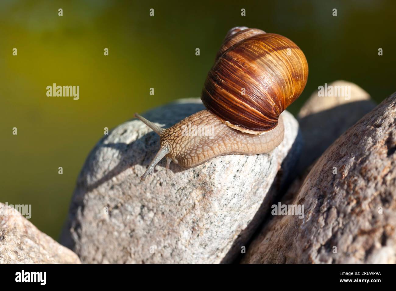 common wild snail crawling on rocks and illuminated by sunlight, sunny ...