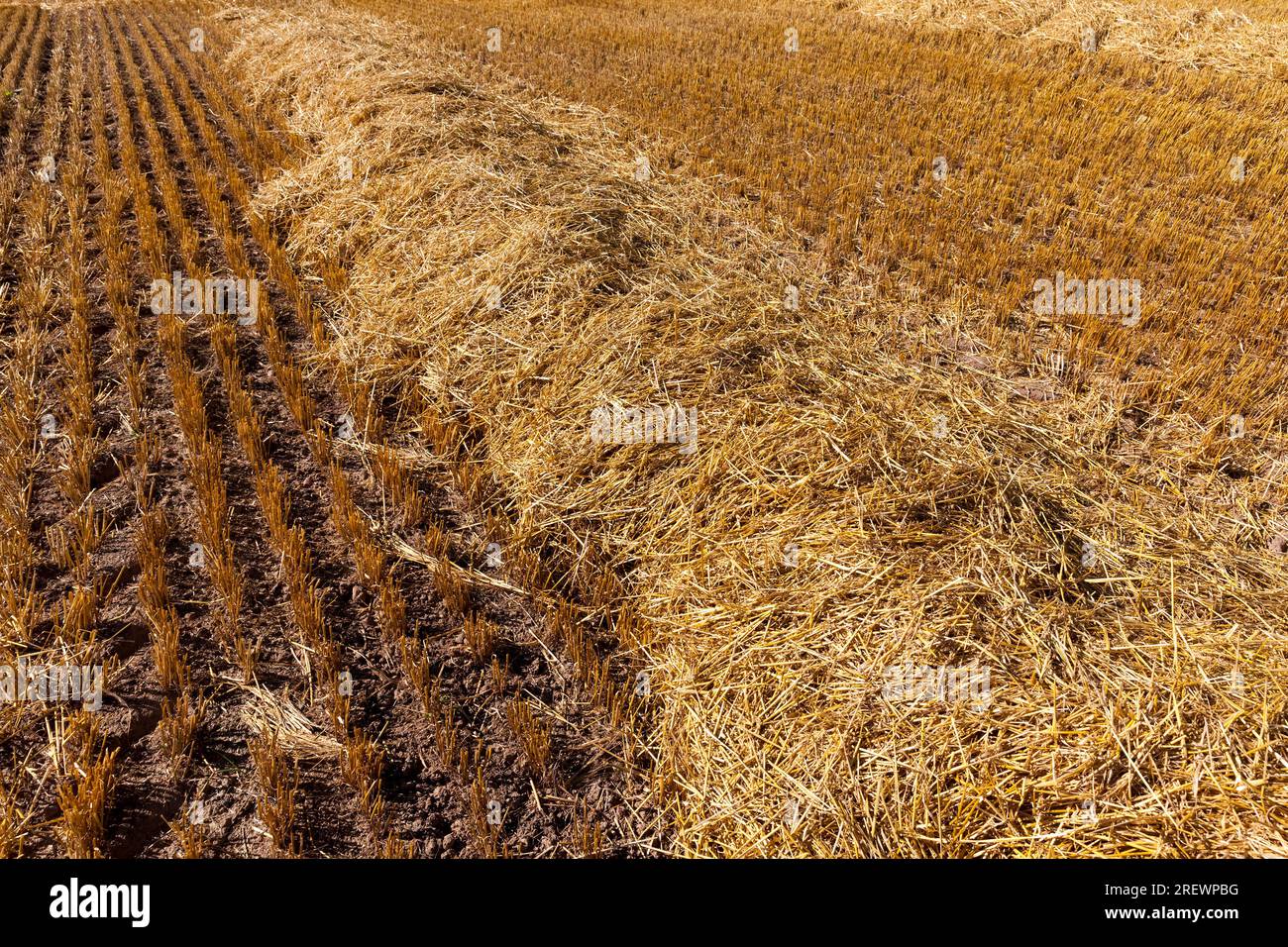 agricultural field where wheat straw is collected in stacks for use in ...