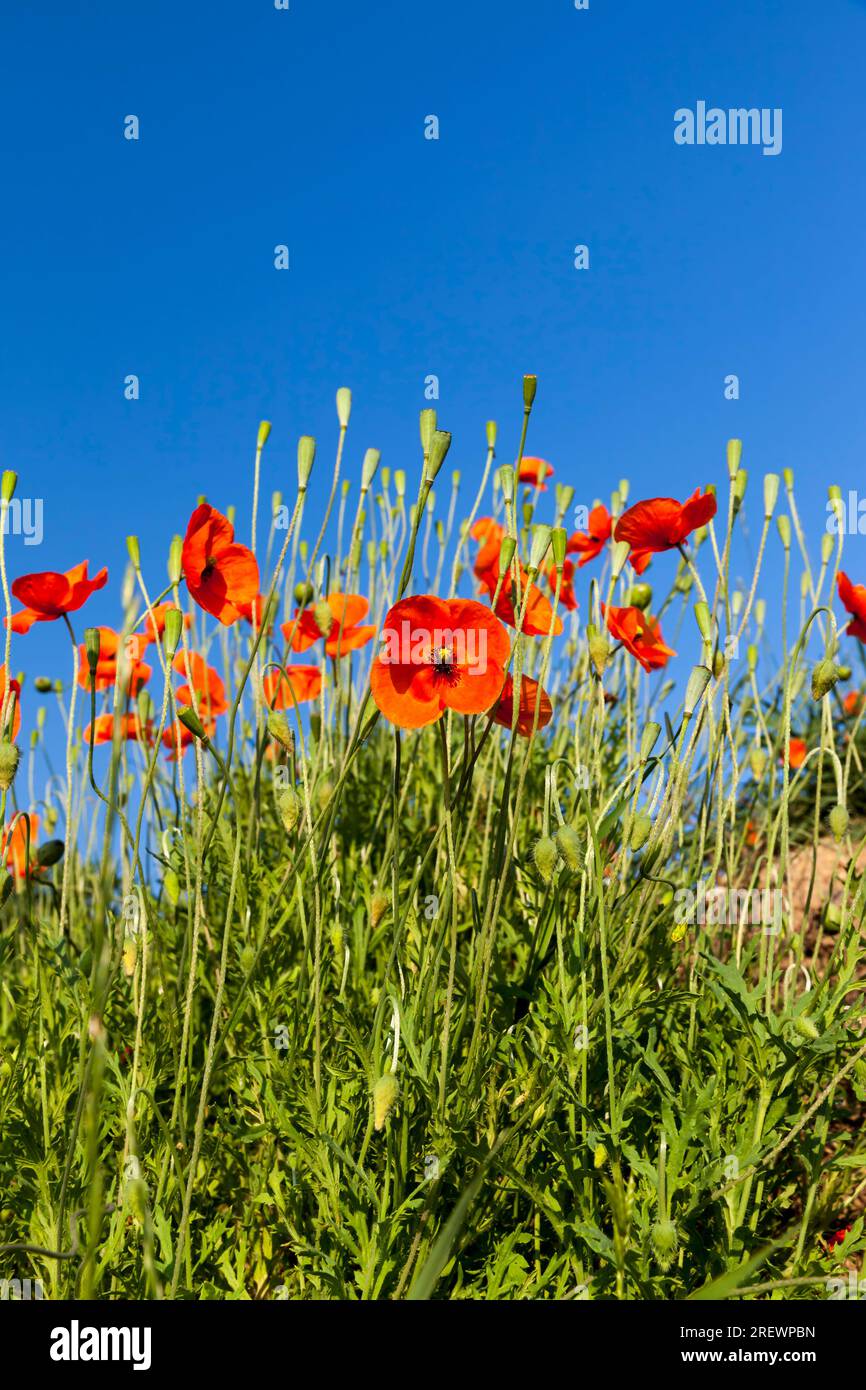 red poppies in the agricultural field, agriculture as a type of ...