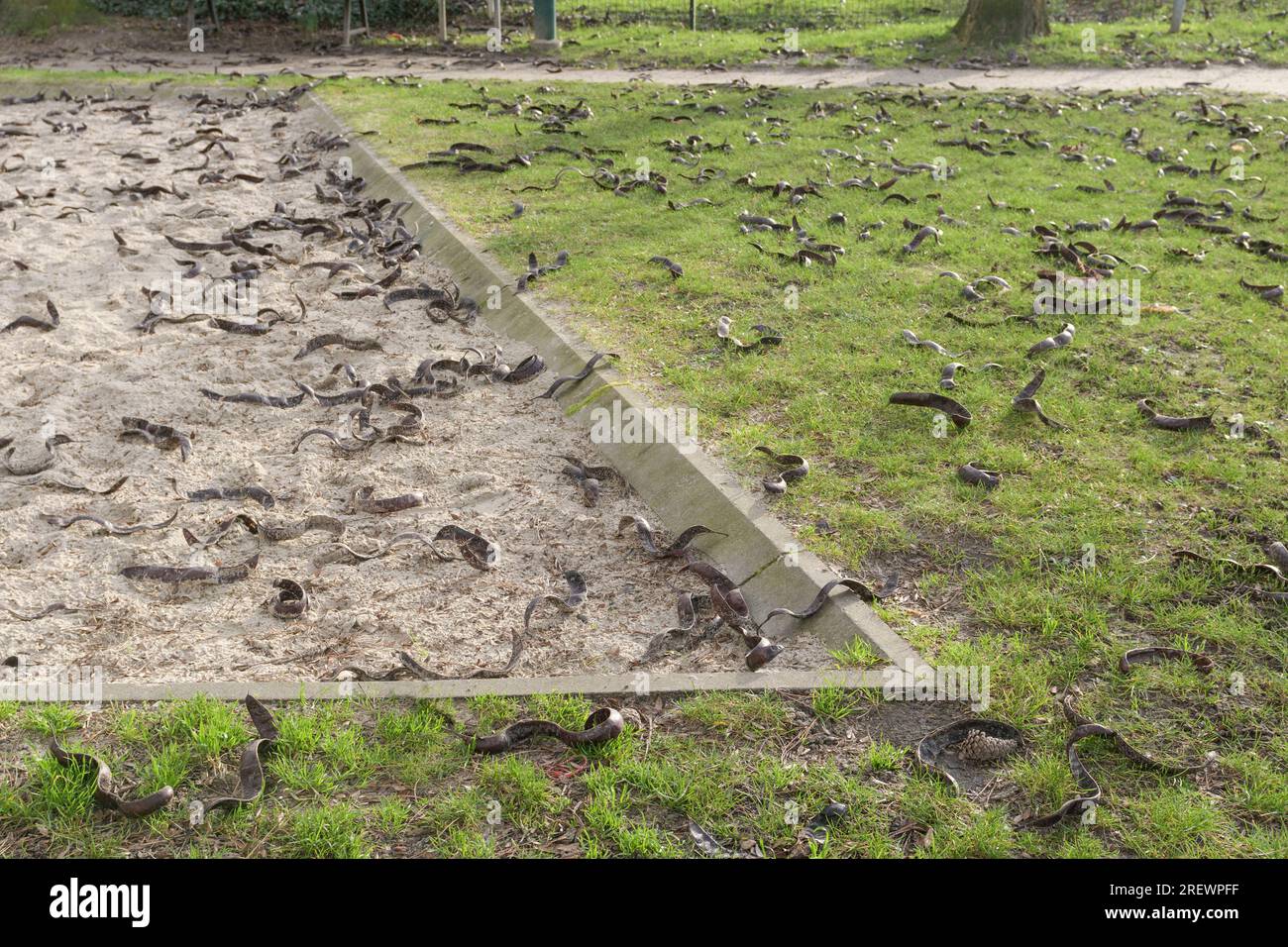 Acacia fruits in the park under the trees on the ground. January Stock ...