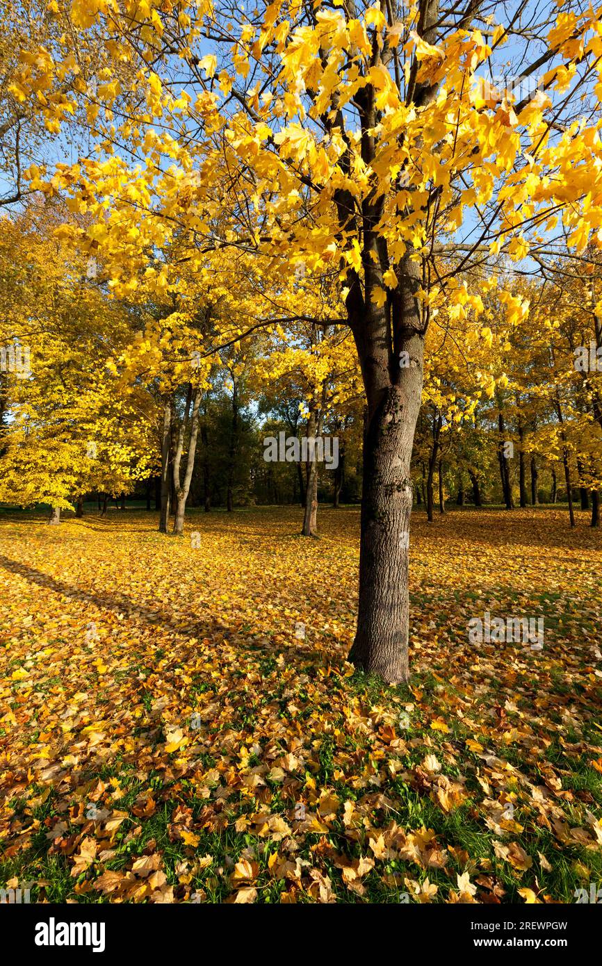 changing the color of maple in the autumn season, the foliage of the ...