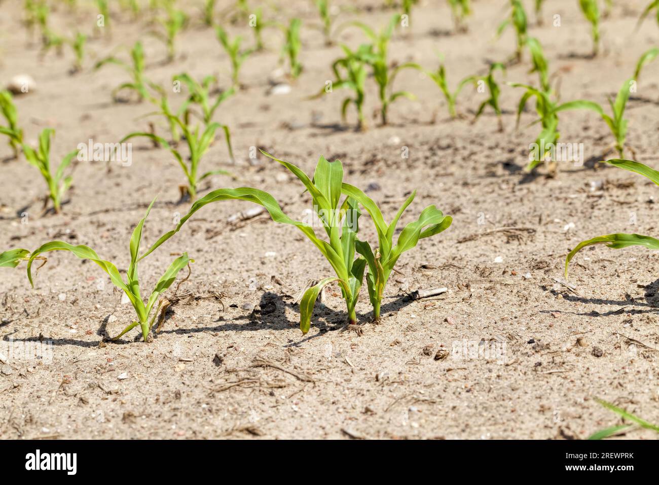 agricultural field with a crop of sweet and maize maize plants for food ...