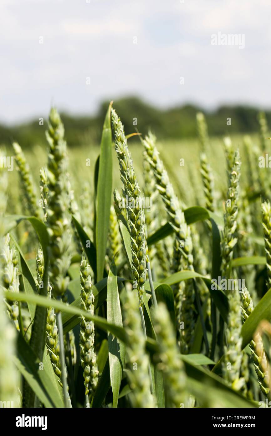 Not feed plants hi-res stock photography and images - Alamy