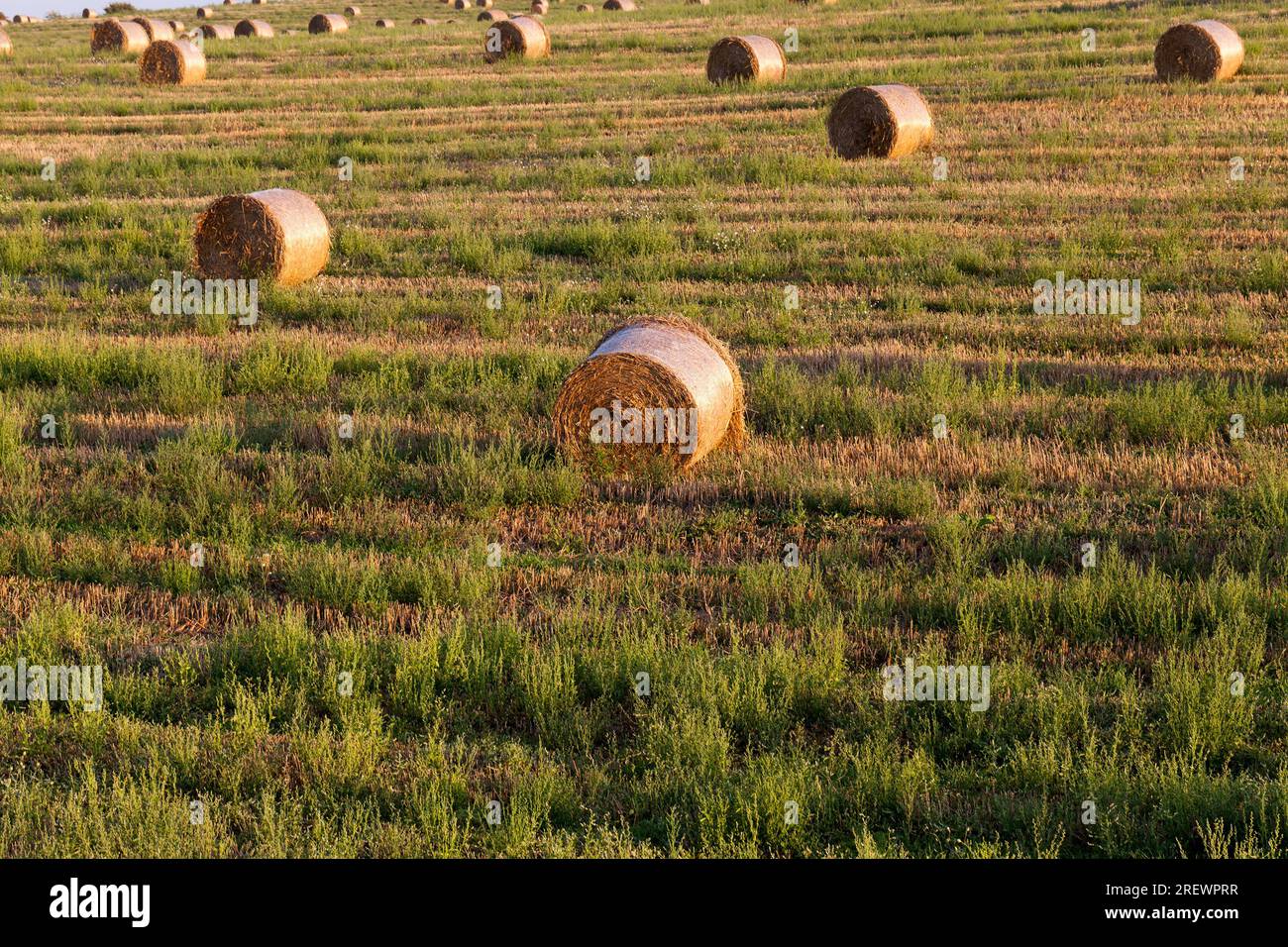 agriculture in rural areas to obtain a harvest of natural food, organic ...