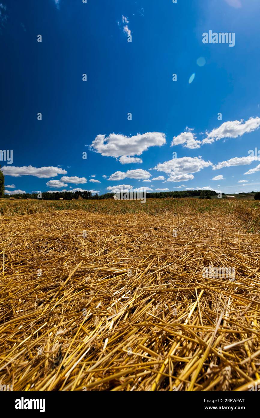 straw on agricultural land after harvesting and receiving a large ...