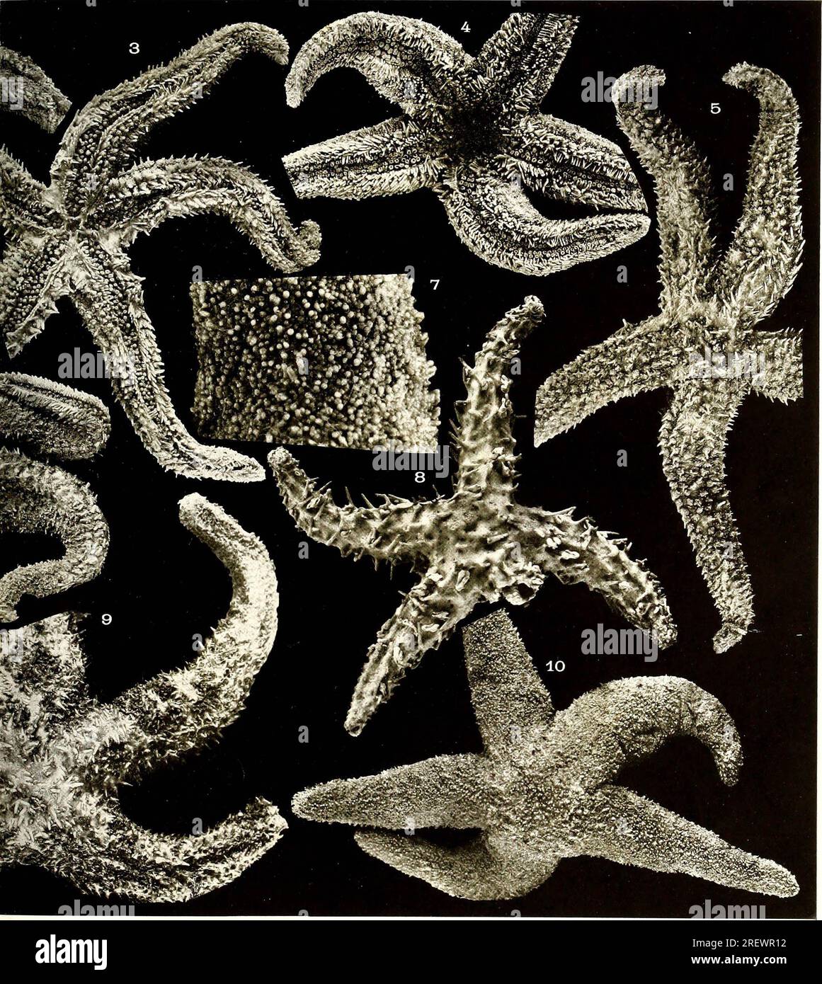 Ophiures hi-res stock photography and images - Alamy