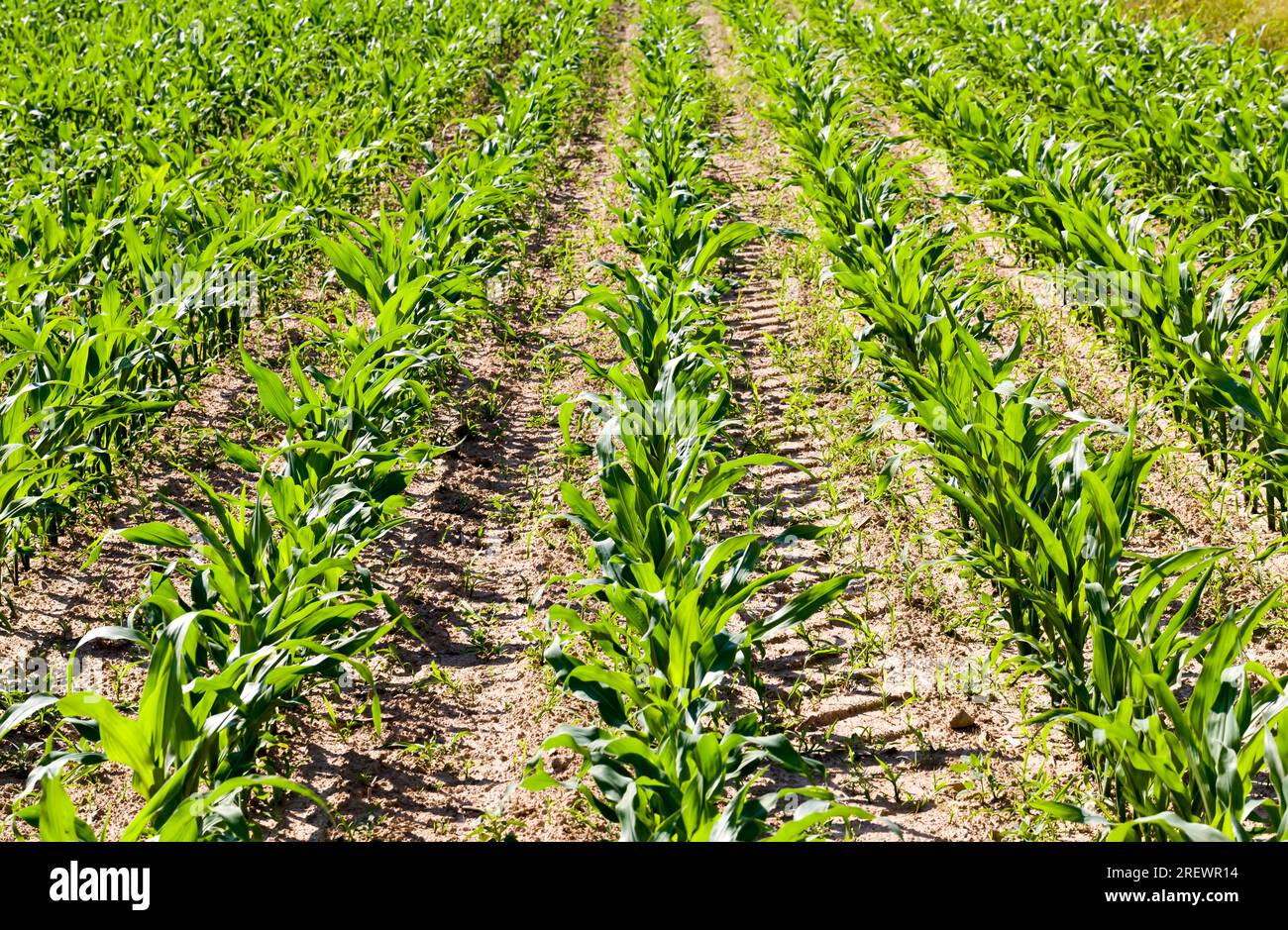 closeup green corn sprouts in the spring or summer, corn in the ...