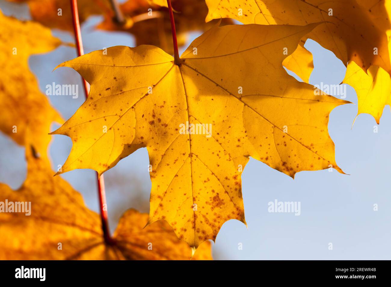 changing the color of maple in the autumn season, the foliage of the ...