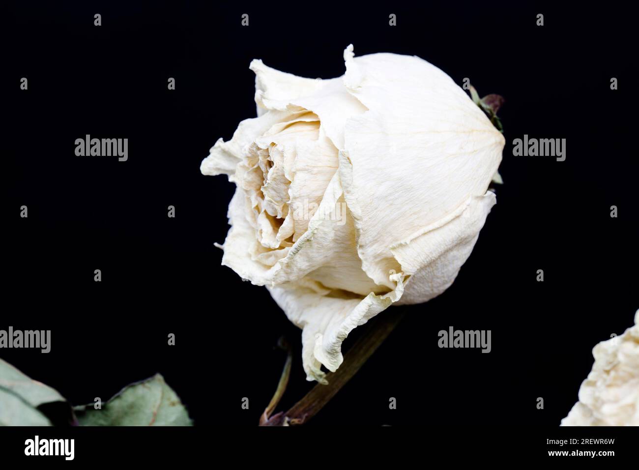dry white rose on a black background, the rose flower is dried and ...