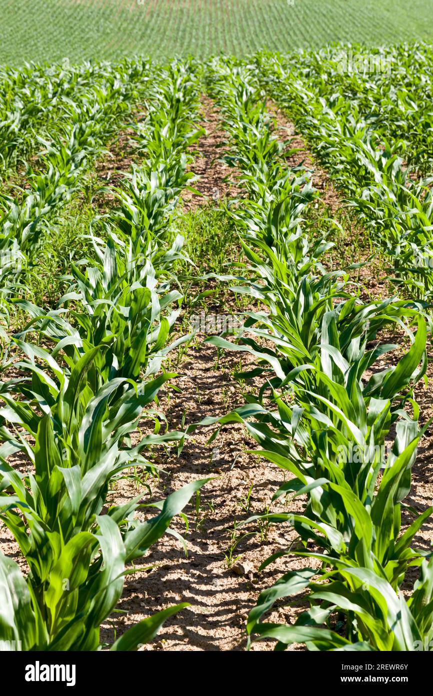 agricultural activity related to the cultivation of sweet corn, farming ...