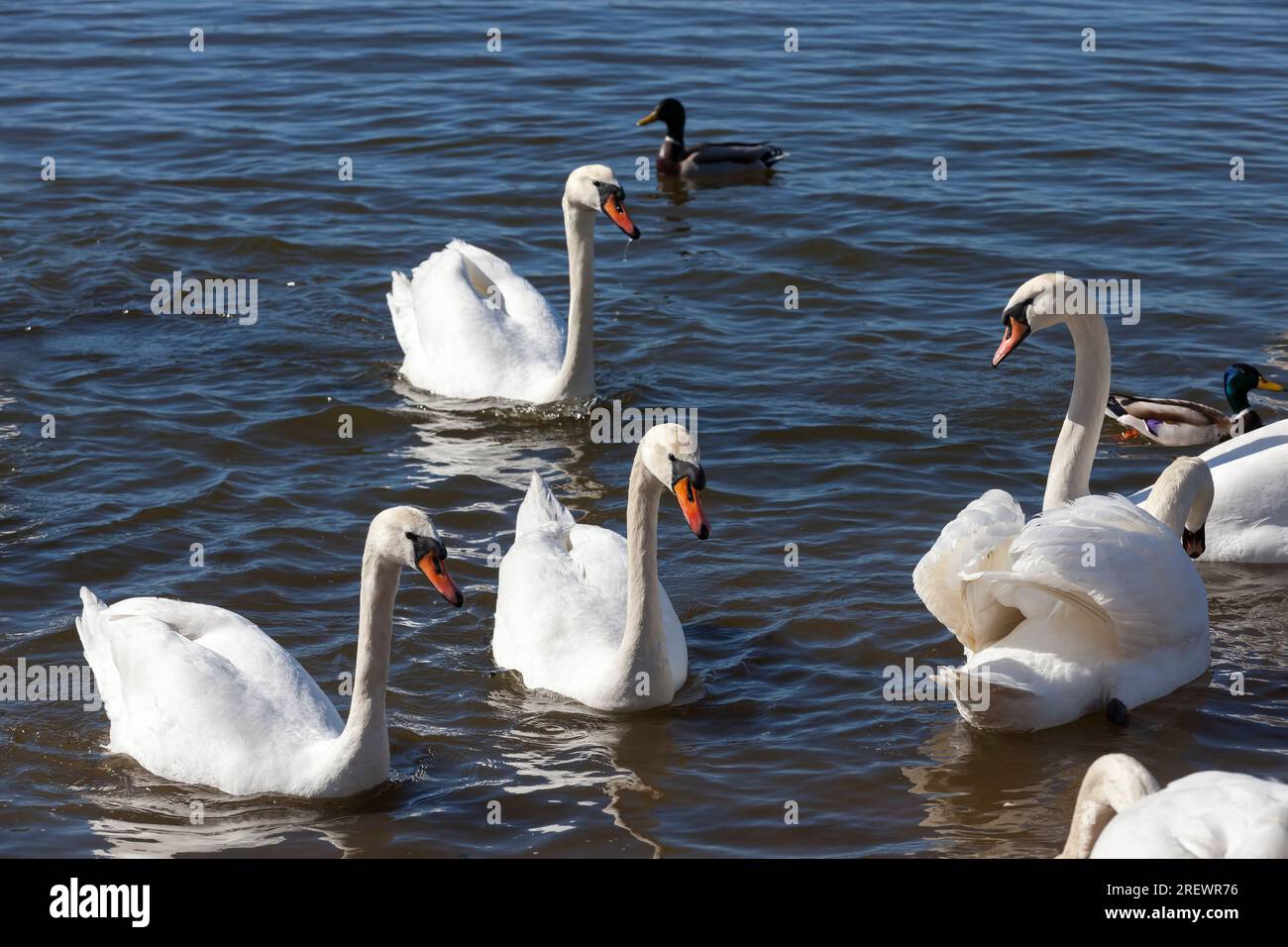 floating on the water a group of white Swan, the spring season birds ...