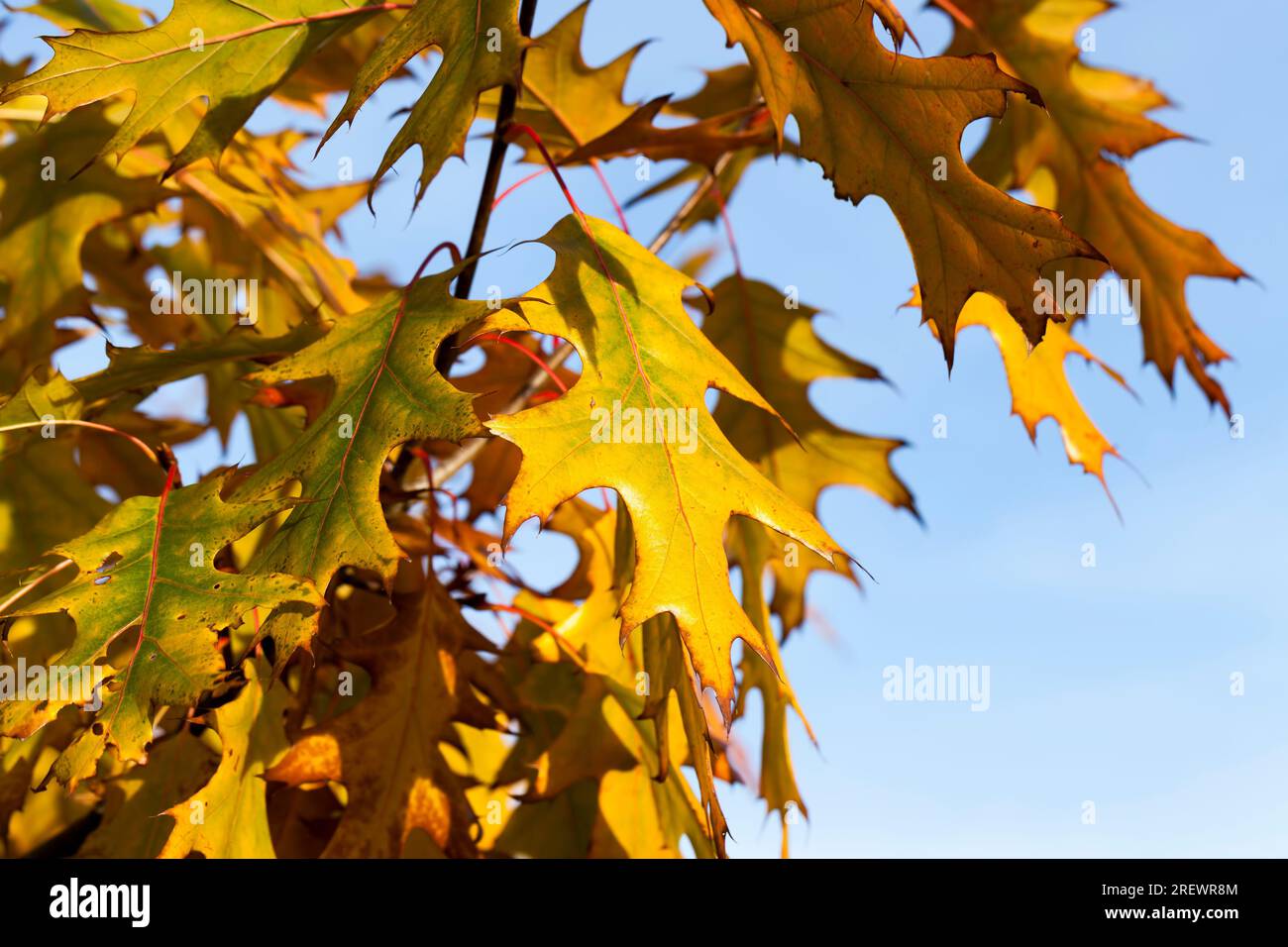 changing color oak in the autumn season, the foliage of the oak tree is ...