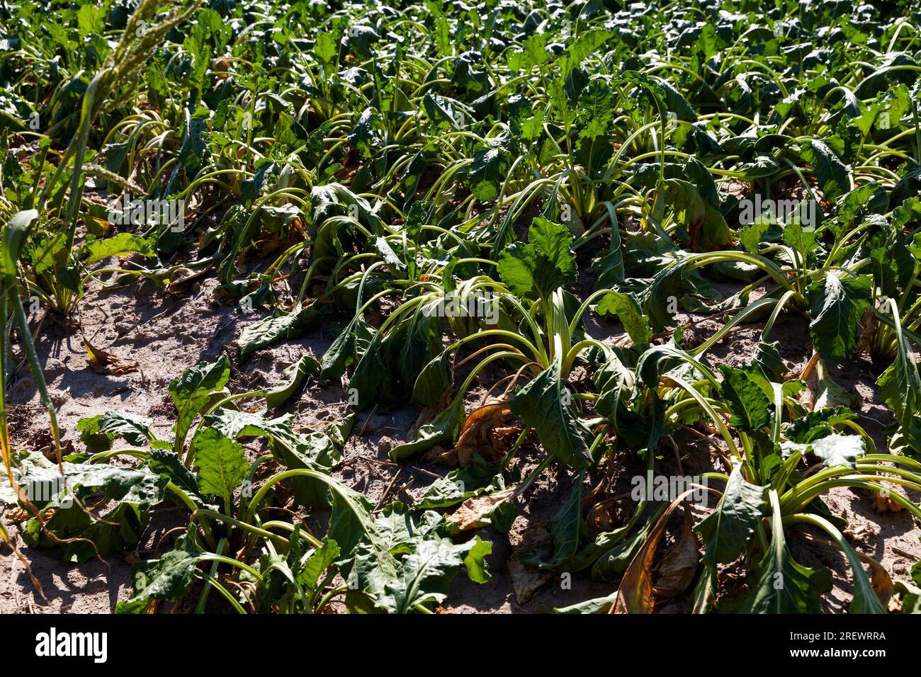 withered beet sprouts during the great heat in the summer, withered ...