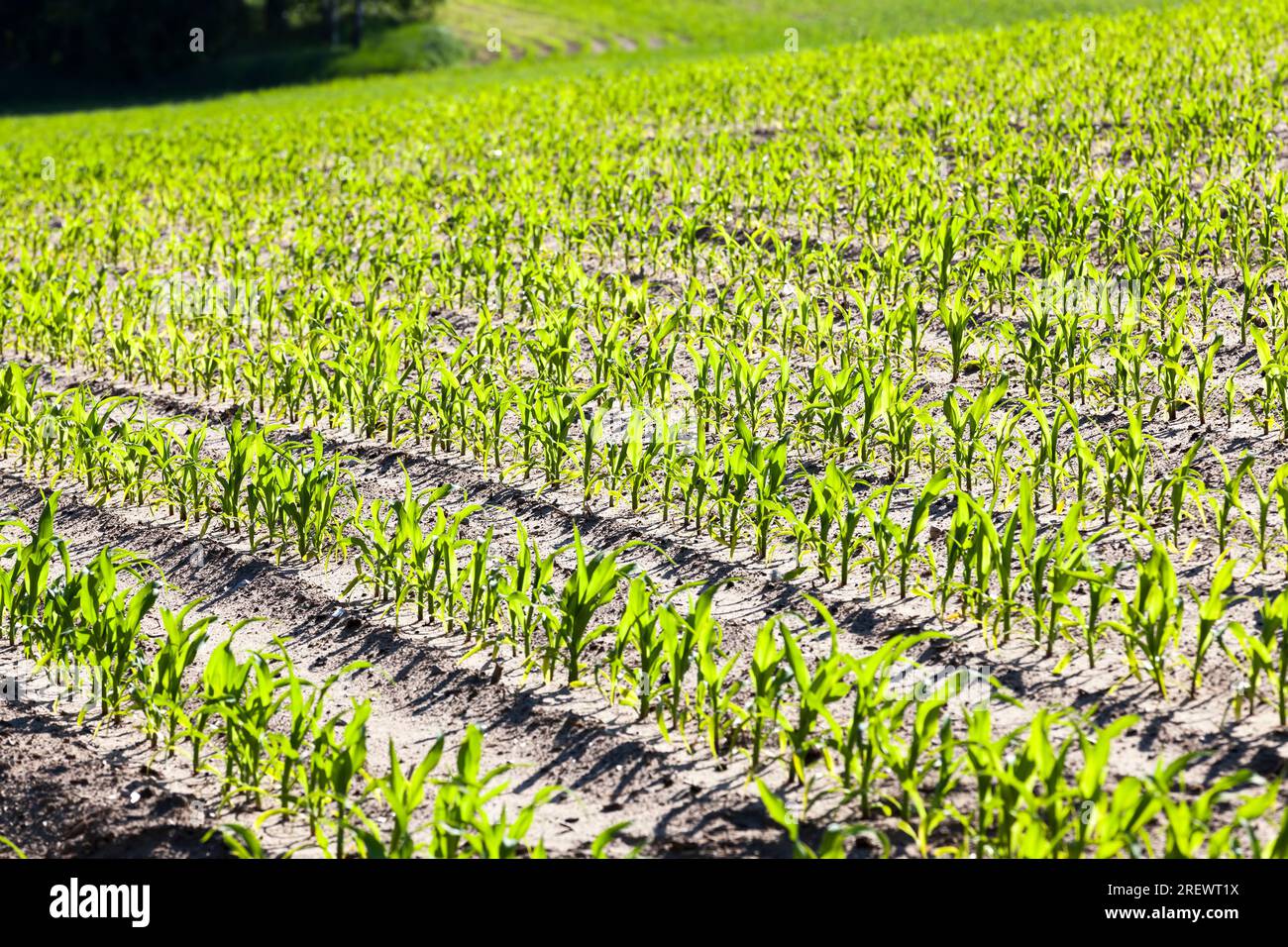 agricultural field with green corn, corn has natural dirt and dirt and ...