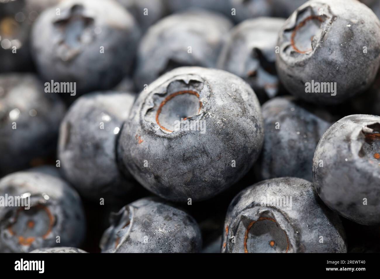 harvested wild blueberries, fresh blue blueberries are spherical ...