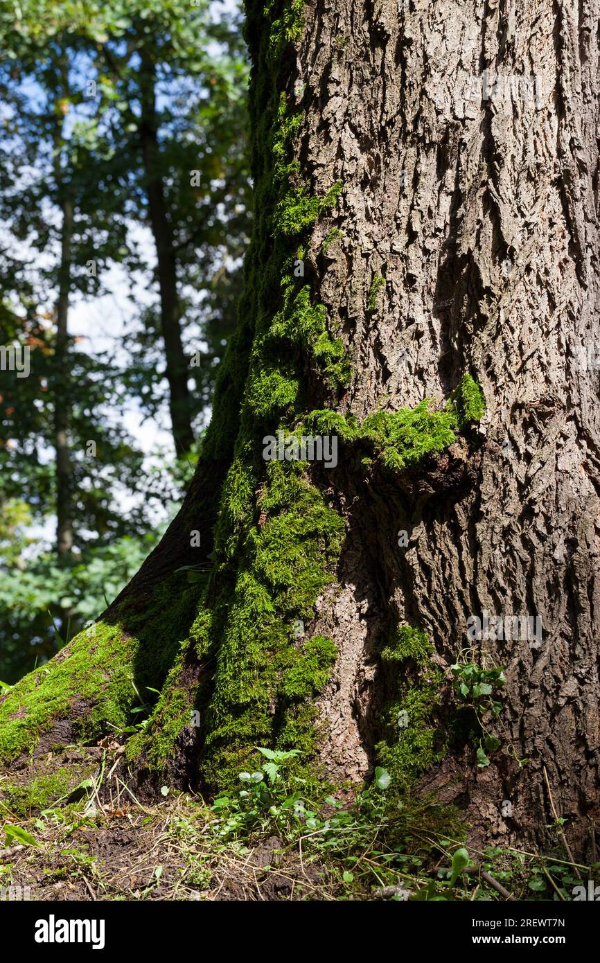 specifics of autumn nature on the example of trees and other plants ...