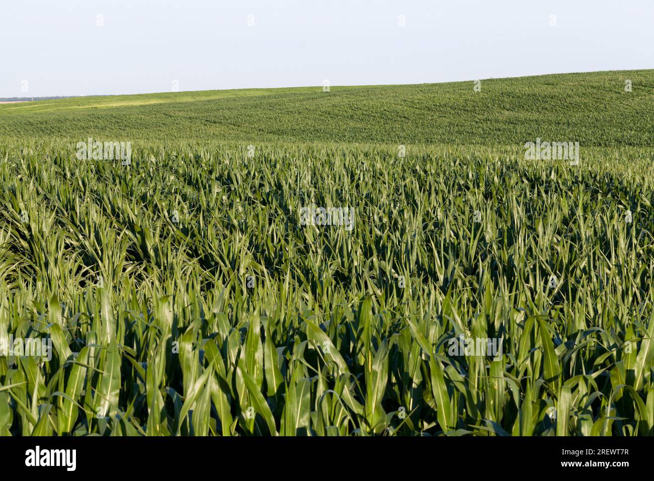 green fresh corn in the field for agricultural food, corn is used to ...