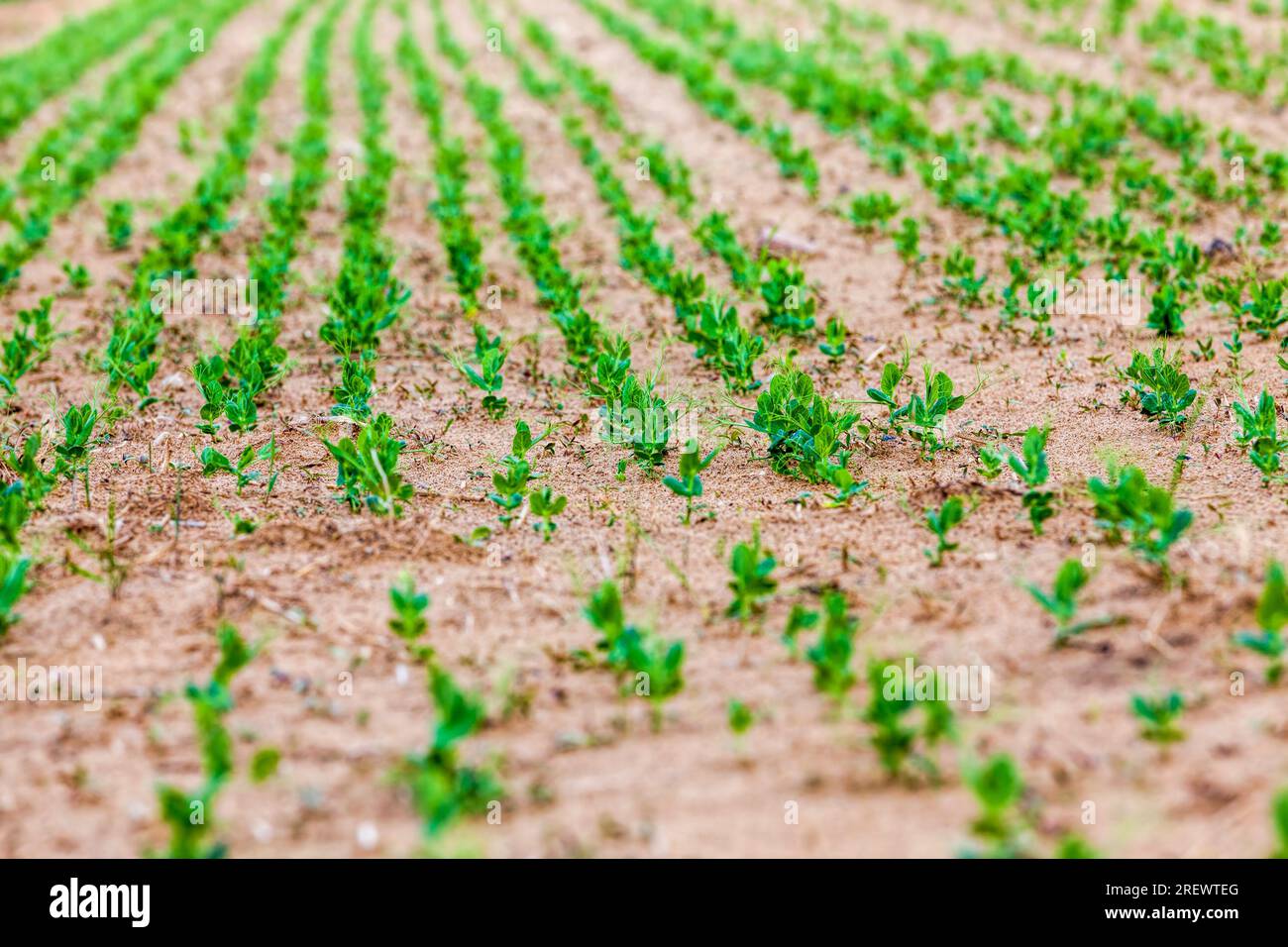 an agricultural field where selected varieties of peas or beans are ...