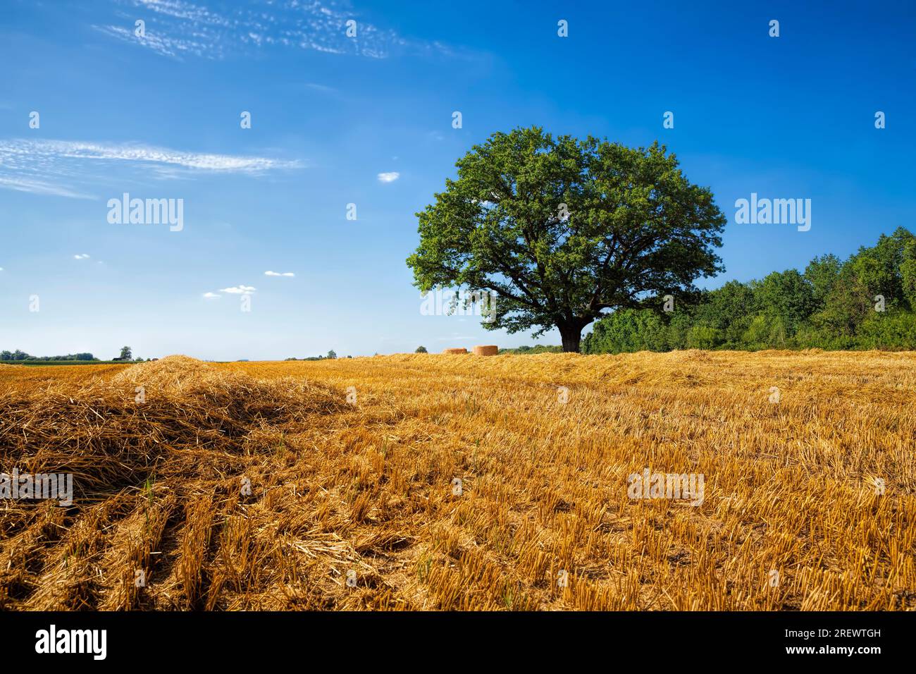 deciduous oak tree grows in an agricultural field with wheat, oak with ...