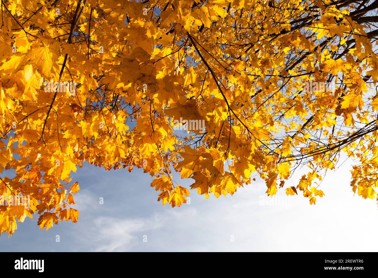 changing the color of maple in the autumn season, the foliage of the ...