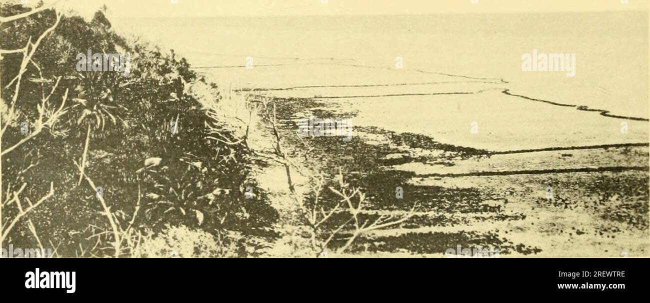 "The echinoderm fauna of Torres Strait: its composition and its origin ...