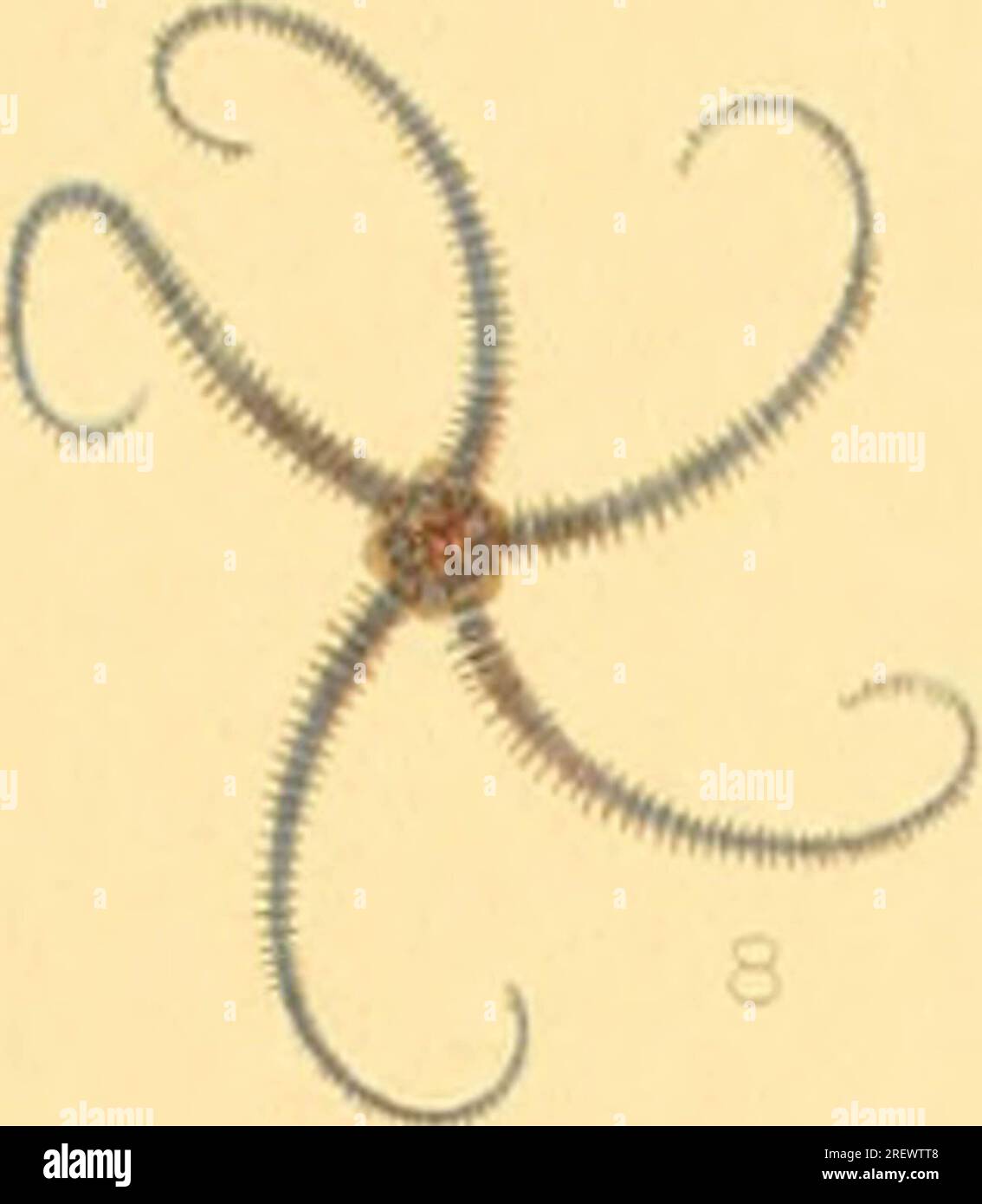 "The echinoderm fauna of Torres Strait: its composition and its origin ...