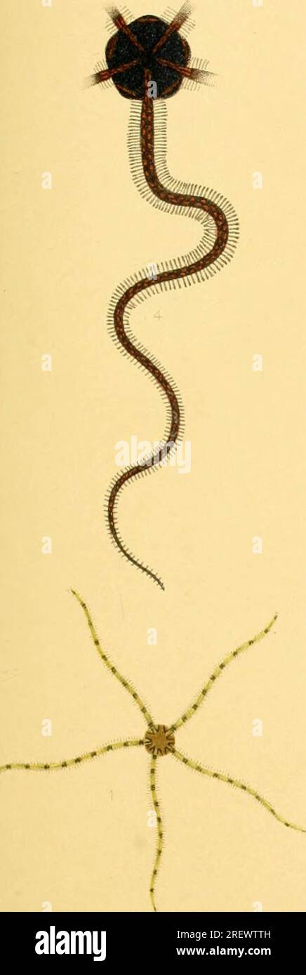 "The echinoderm fauna of Torres Strait: its composition and its origin ...