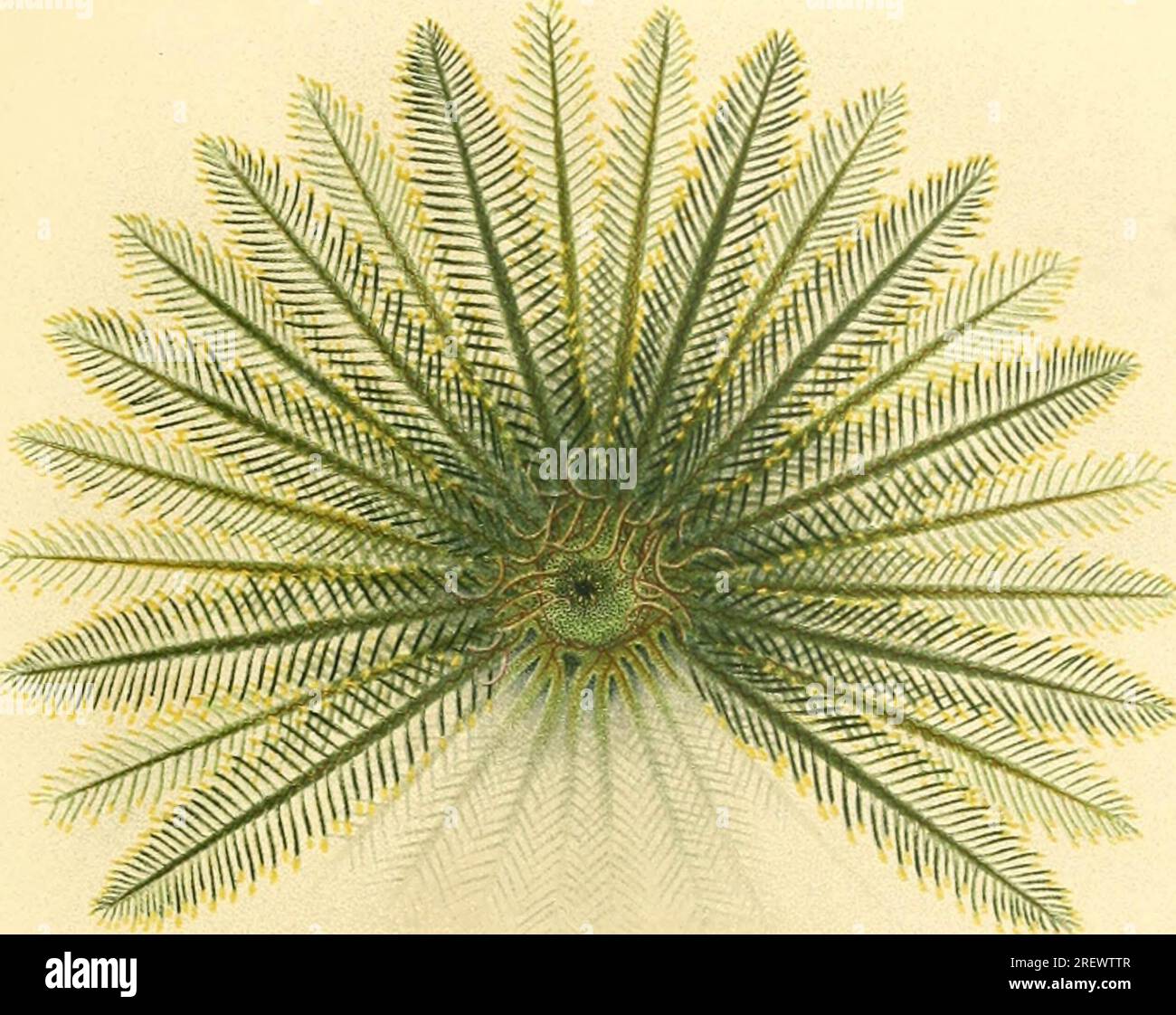 "The echinoderm fauna of Torres Strait: its composition and its origin ...