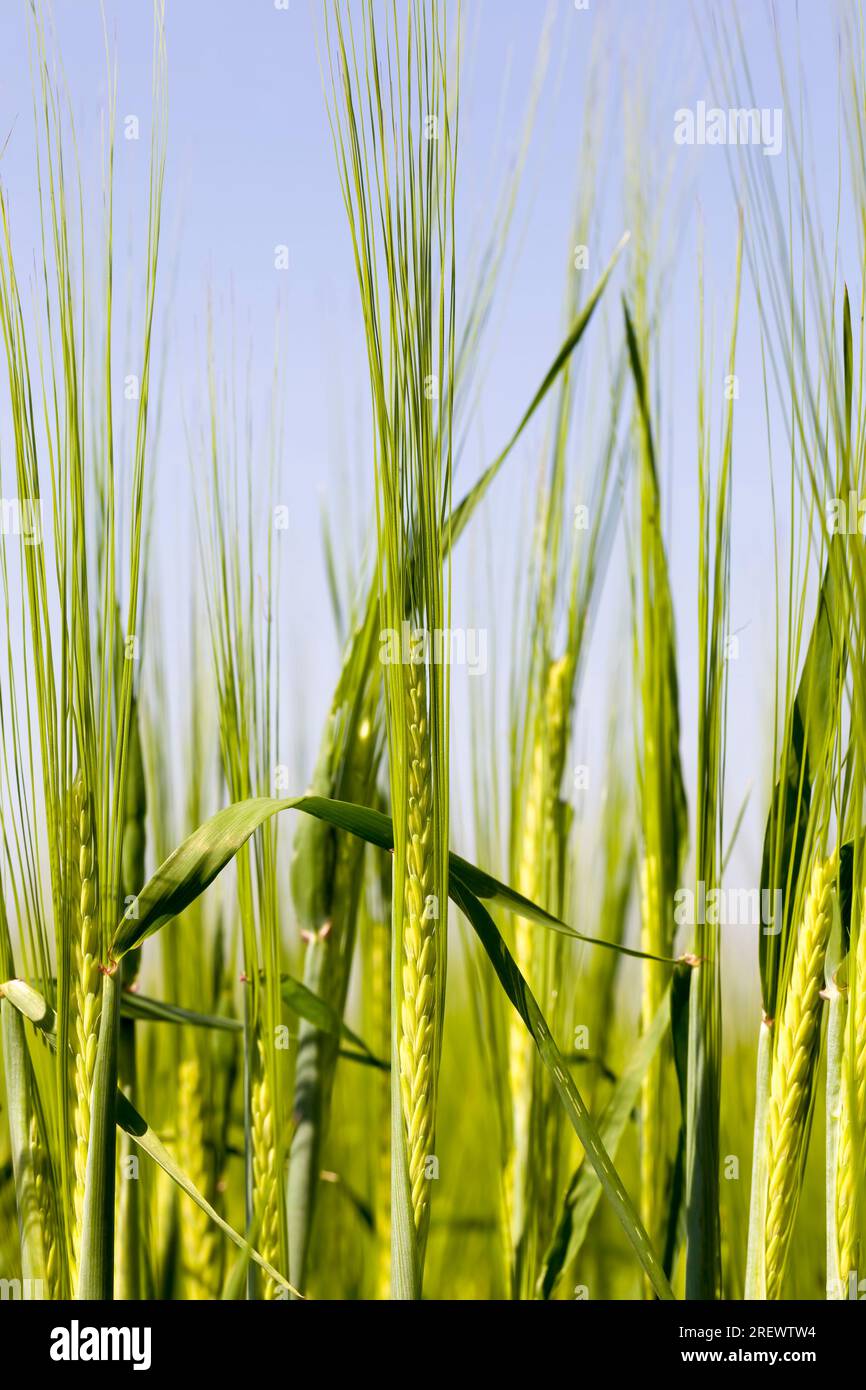 agricultural field where green barley grows, farming to produce a crop ...