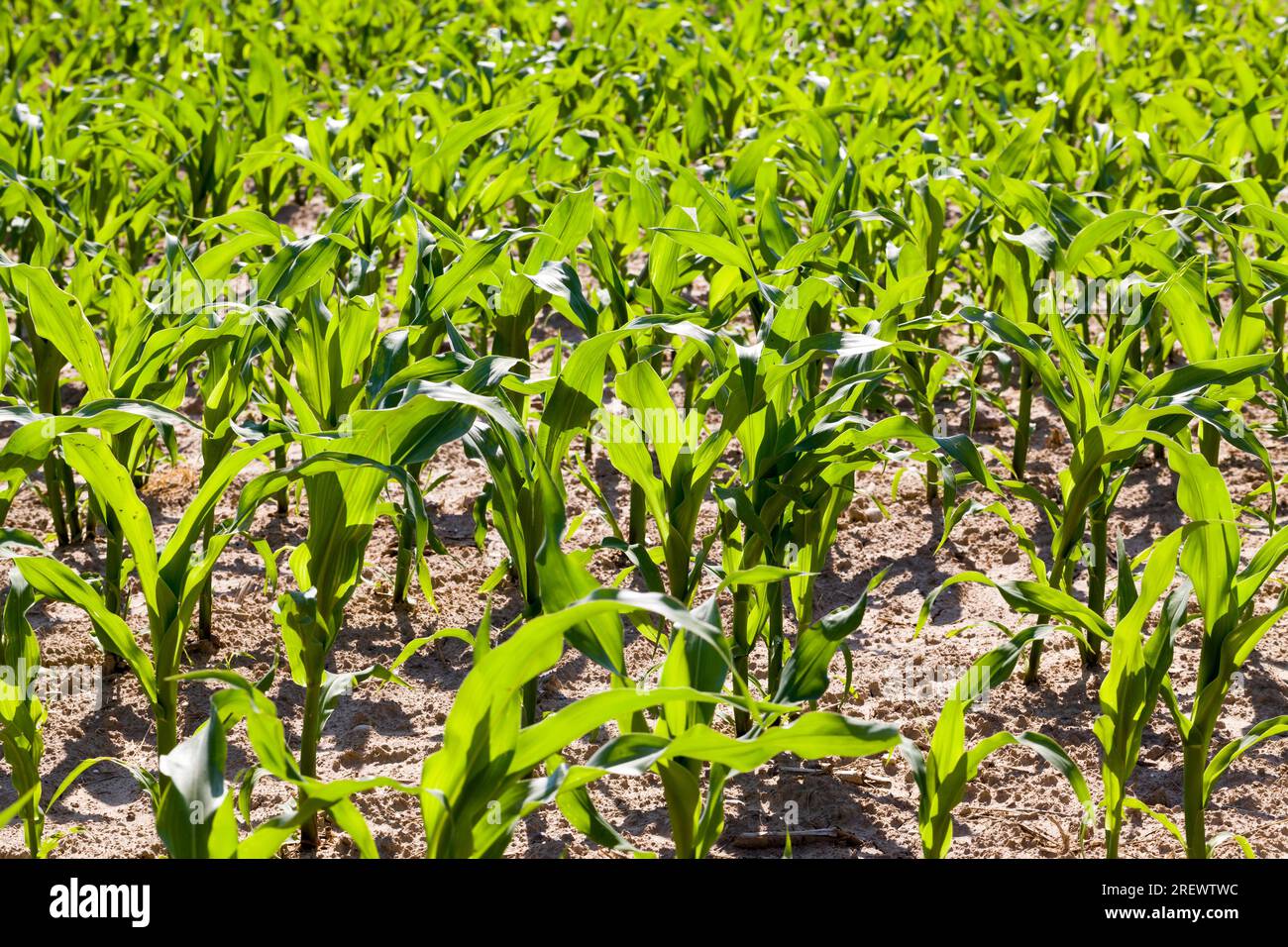 agricultural field with green corn, corn has natural dirt and dirt and ...