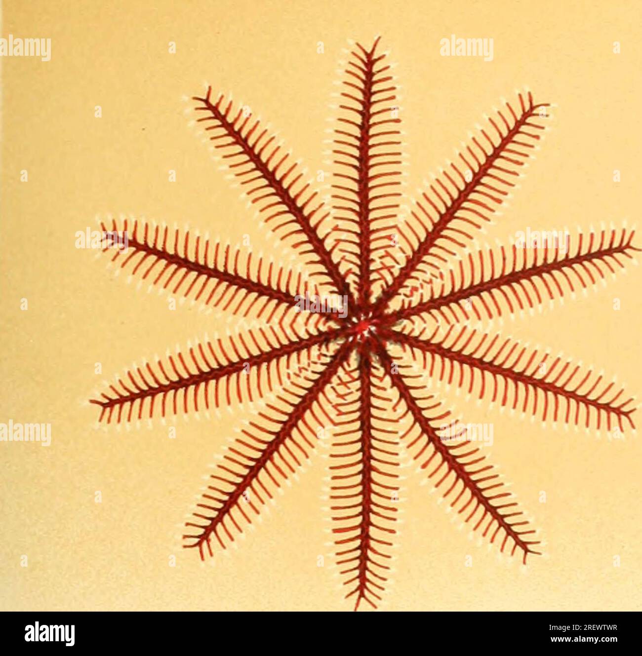 "The echinoderm fauna of Torres Strait: its composition and its origin ...