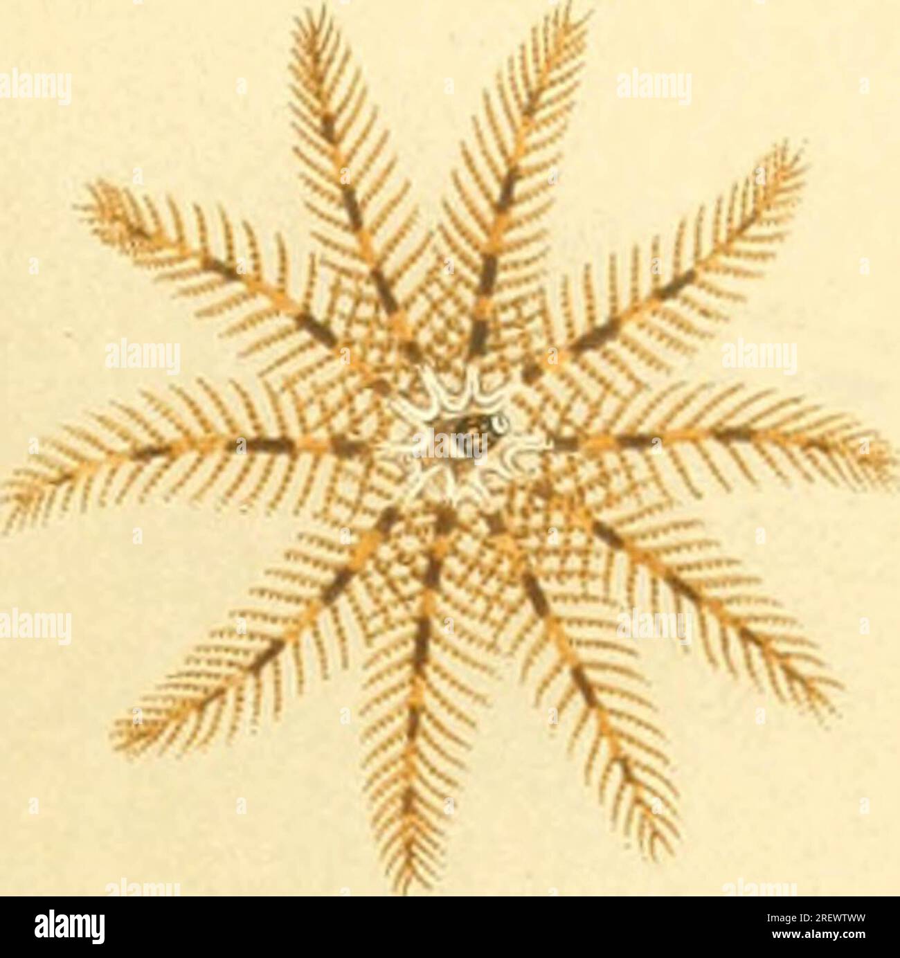 "The echinoderm fauna of Torres Strait: its composition and its origin ...