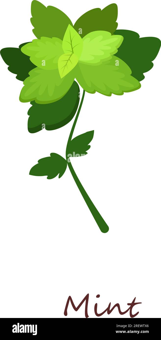 Mint sprig vector hi-res stock photography and images - Alamy