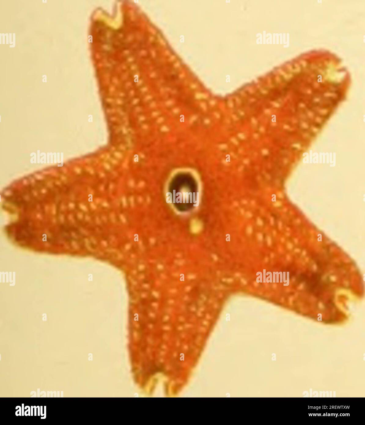 "The echinoderm fauna of Torres Strait: its composition and its origin ...