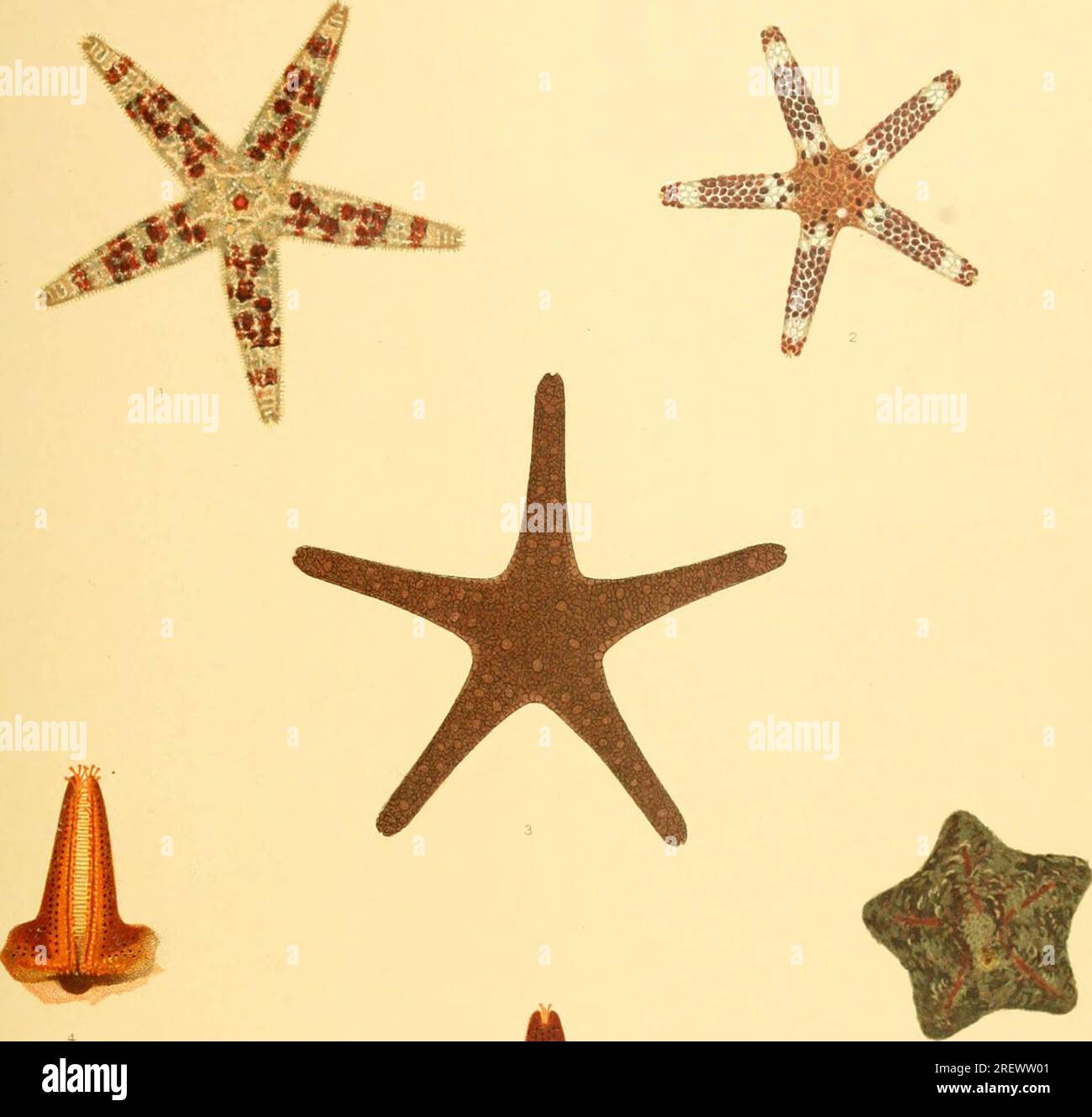 "The echinoderm fauna of Torres Strait: its composition and its origin ...